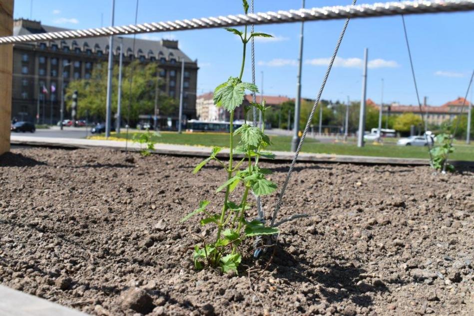 Na Kulaťáku roste chmel | Praha 6